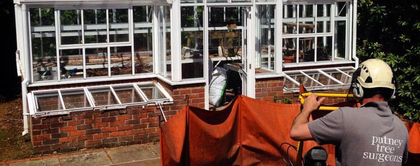 Tree surgeons Richmond | Tree surgeons Kingston | Tree surgeons Wimbledon